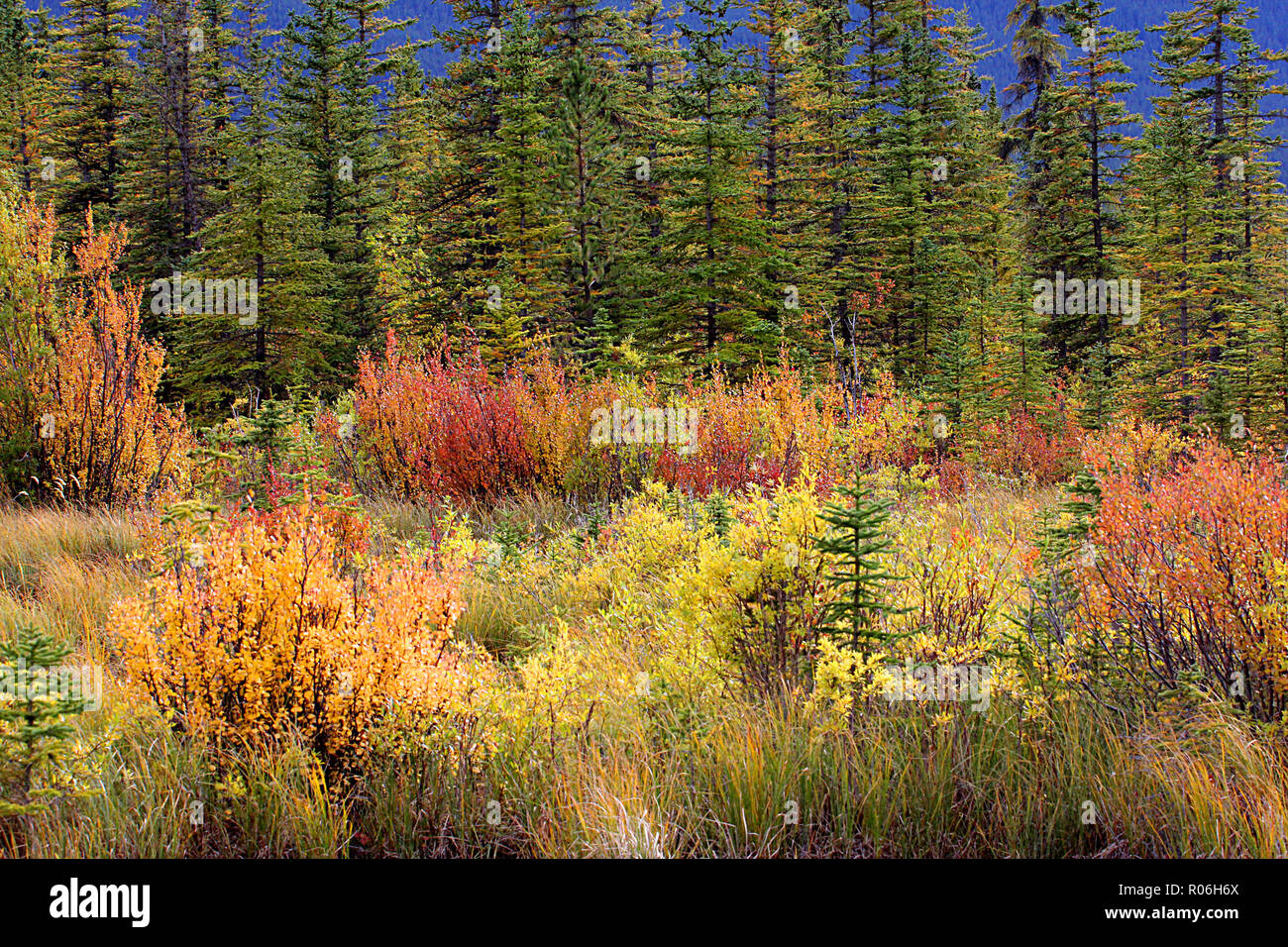 Canada colours hi-res stock photography and images - Alamy