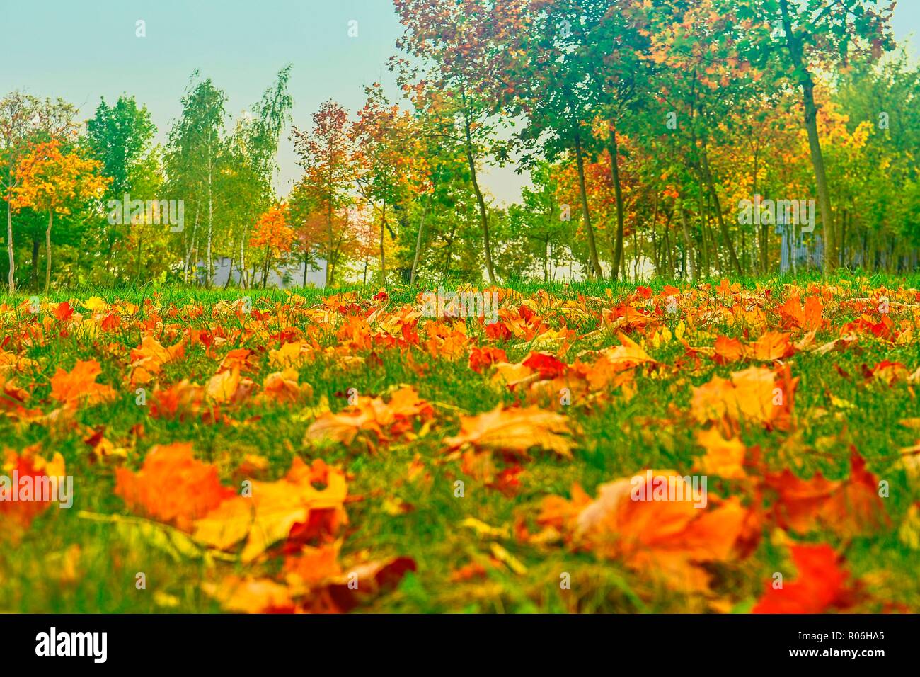 Autumn park with colorful young trees. Autumn natural background Stock ...