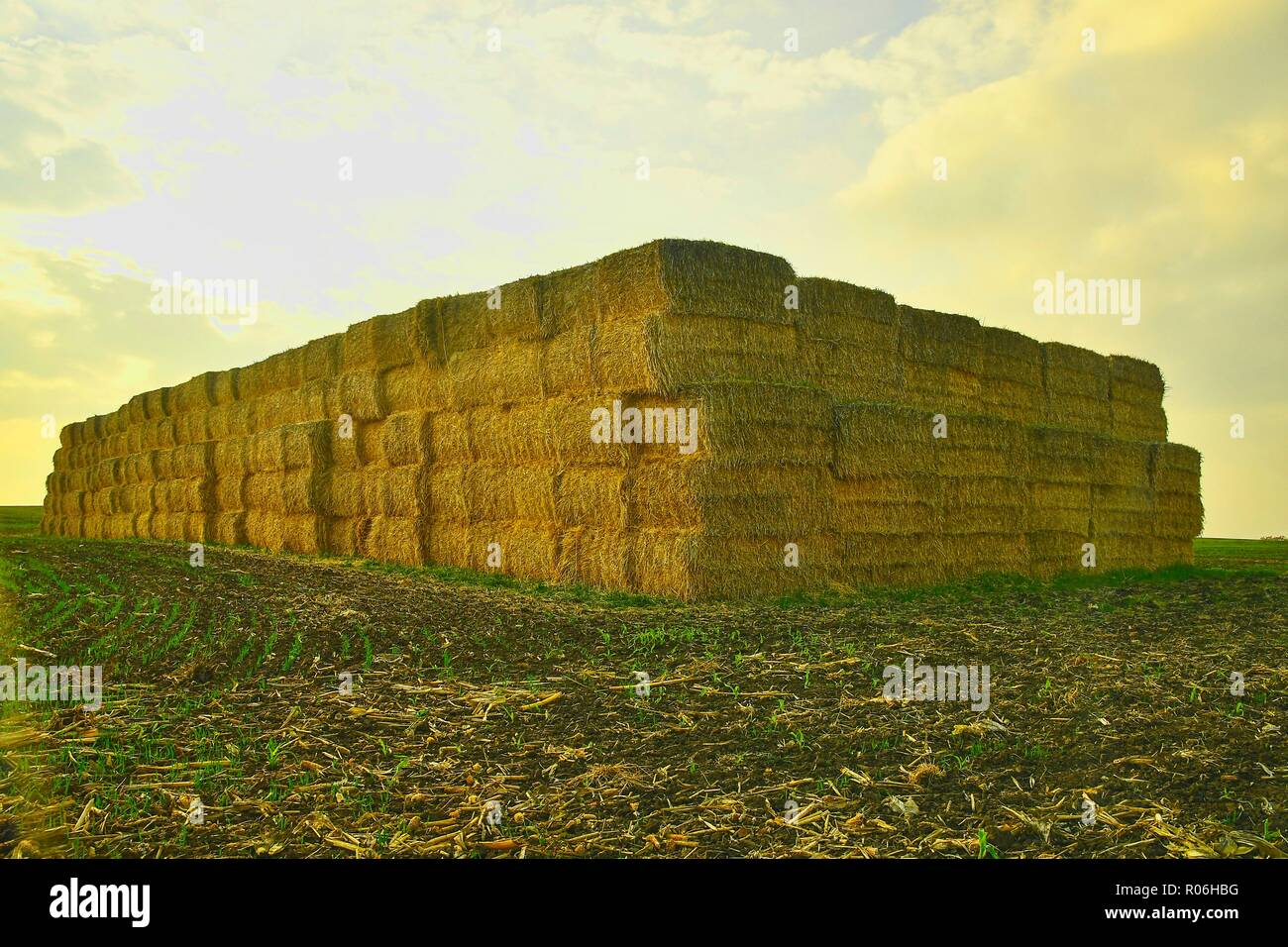 A stack of straw bales on harvested field. Agricultural concept Stock ...