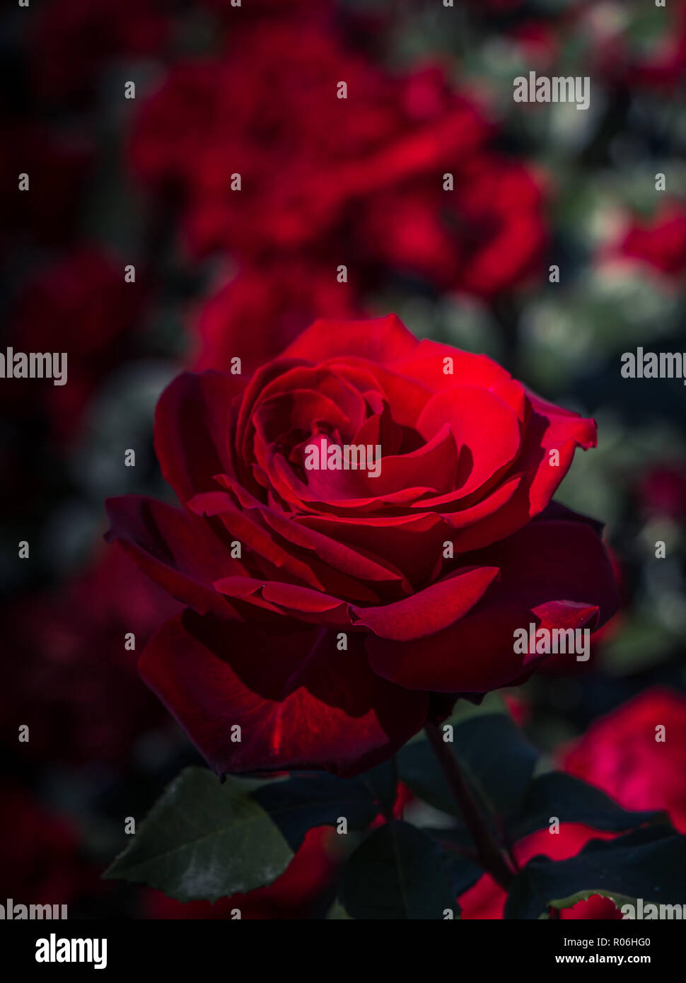 Beautiful colorful Rose Flower on garden background Stock Photo - Alamy