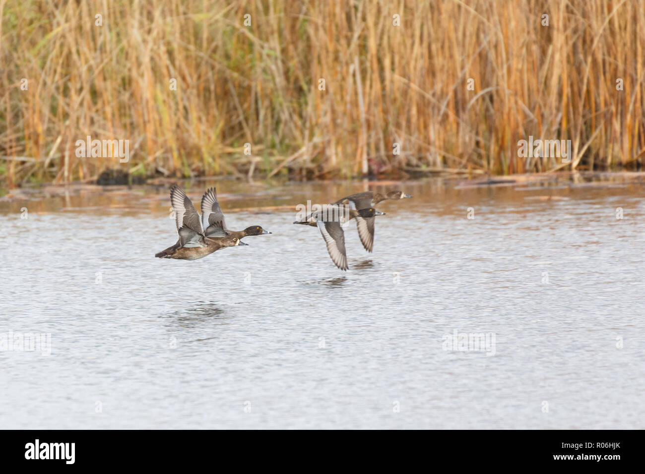 Ring necked duck at Vancouver BC Canada Stock Photo - Alamy