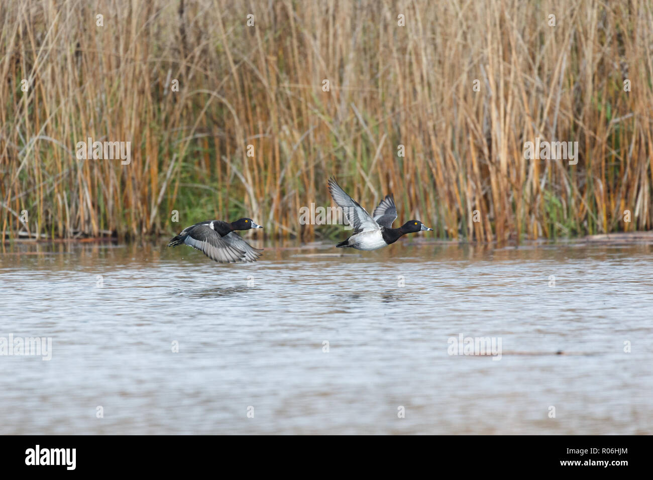 Ring necked duck at Vancouver BC Canada Stock Photo - Alamy