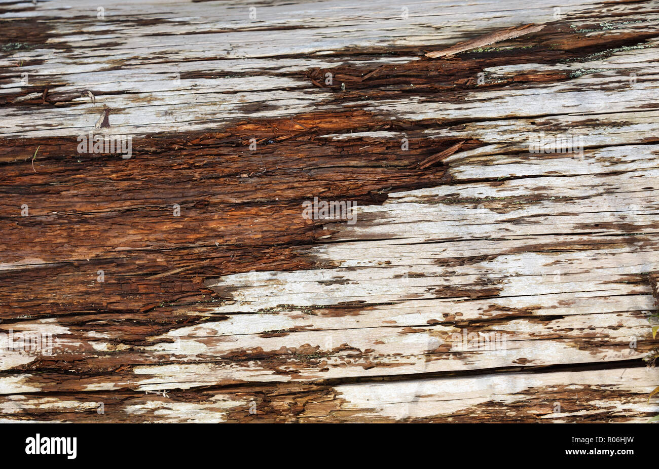 Old Rotten Wood background texture, close up Stock Photo - Alamy