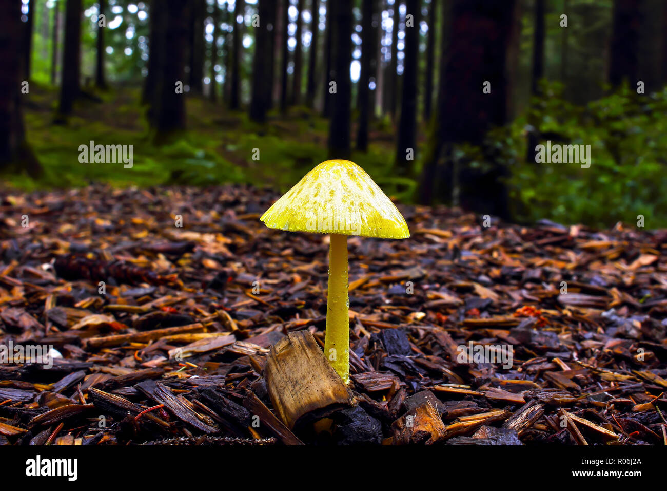 Golden waxcap, Lemon waxcap, Hygrocybe chlorophana, very rare mushroom ...