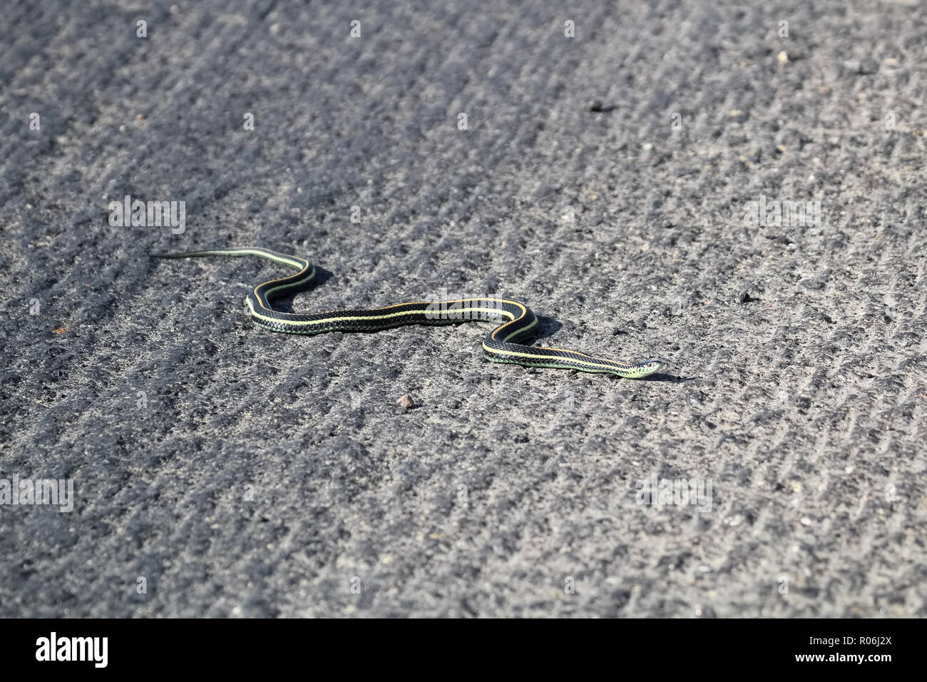 Road crossing snake hi-res stock photography and images - Alamy