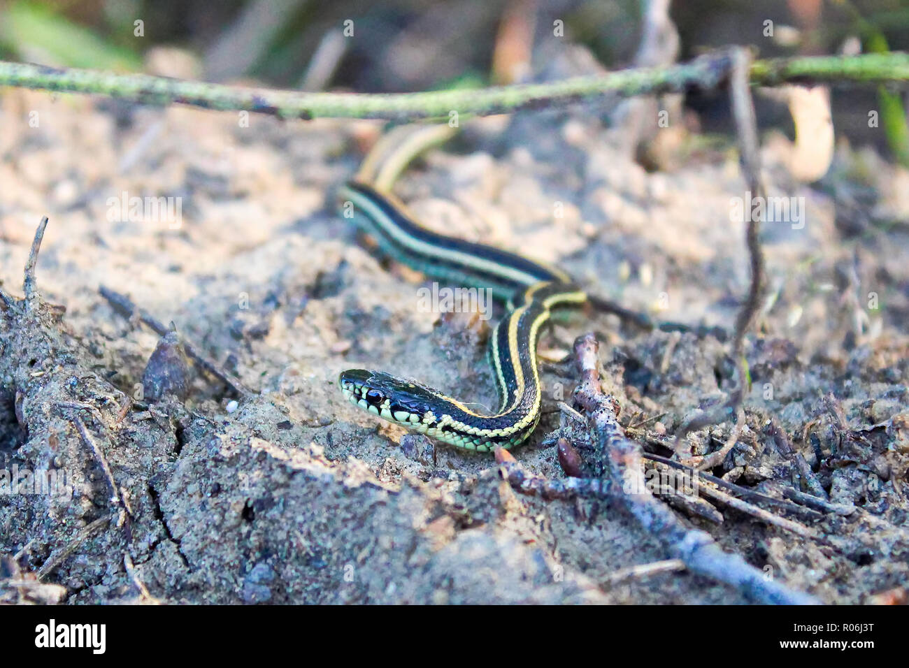 Yellow snake on ground hi-res stock photography and images - Alamy