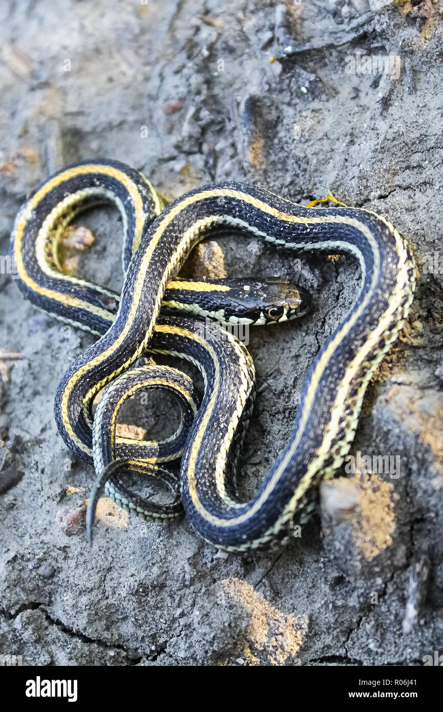 Coiling snake hi-res stock photography and images - Alamy