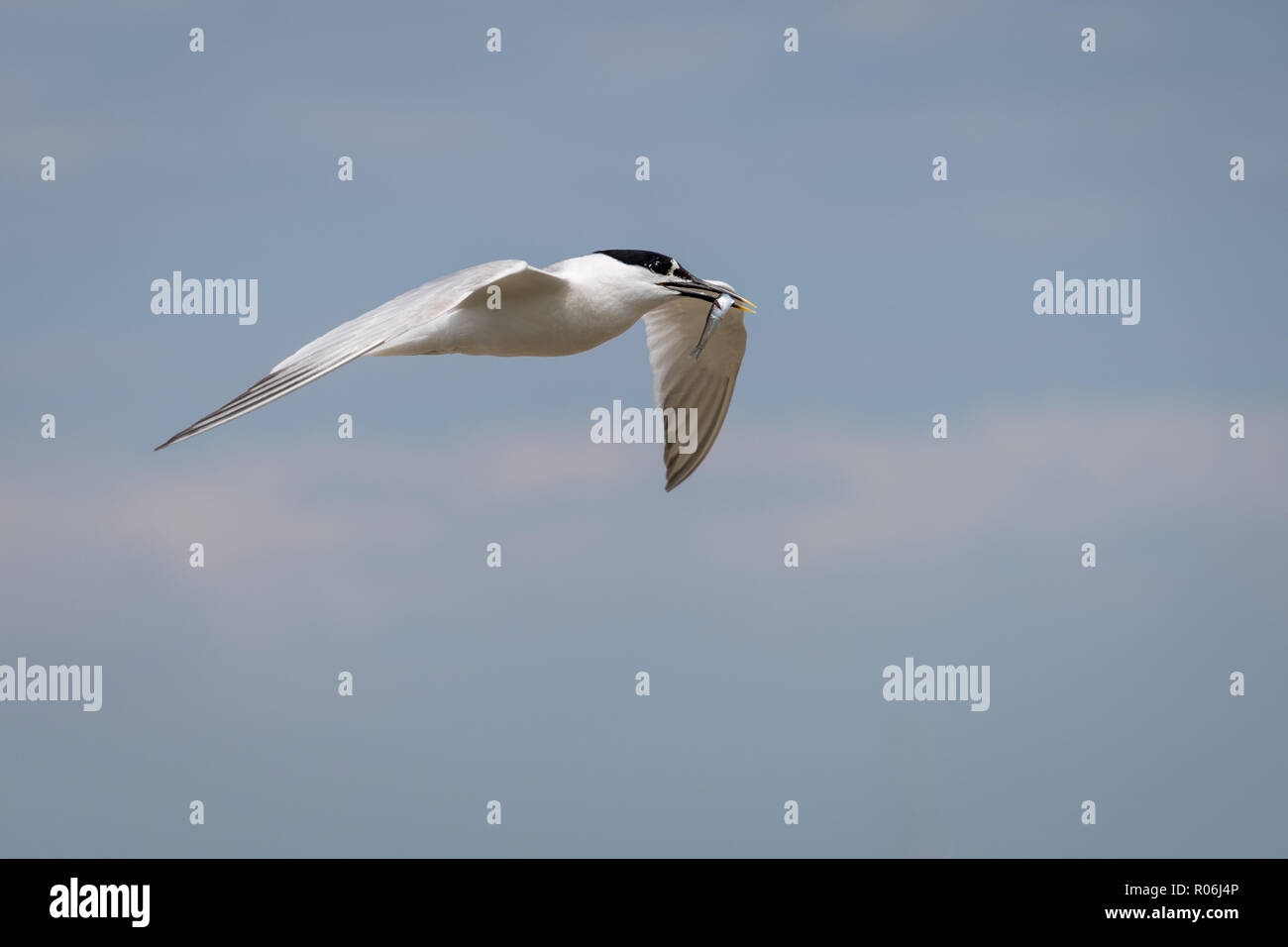 Sandwich Tern (Sterna sandvicensis), flying with fish in beak Stock ...