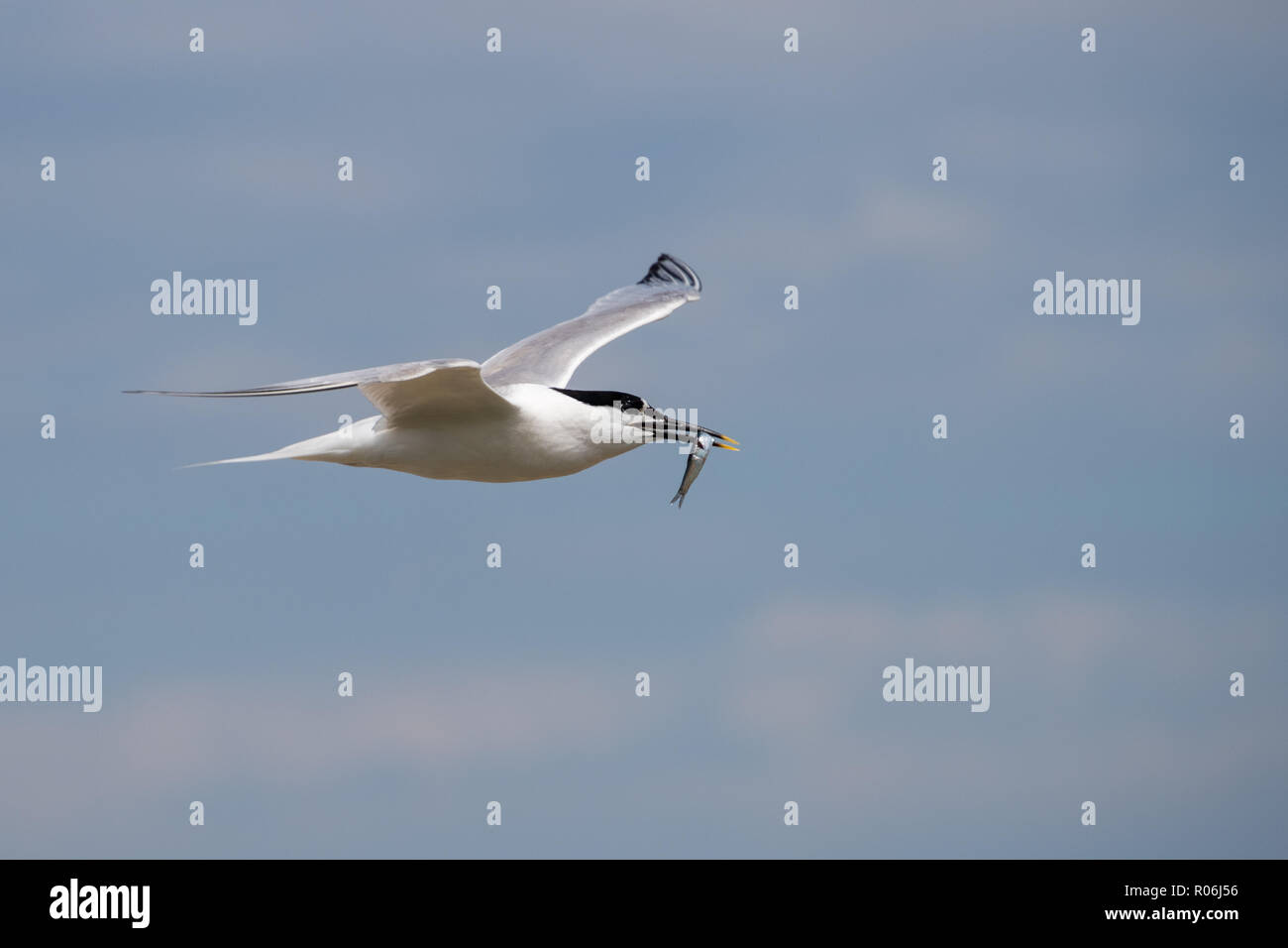 Sandwich Tern (Sterna sandvicensis), flying with fish in beak Stock ...