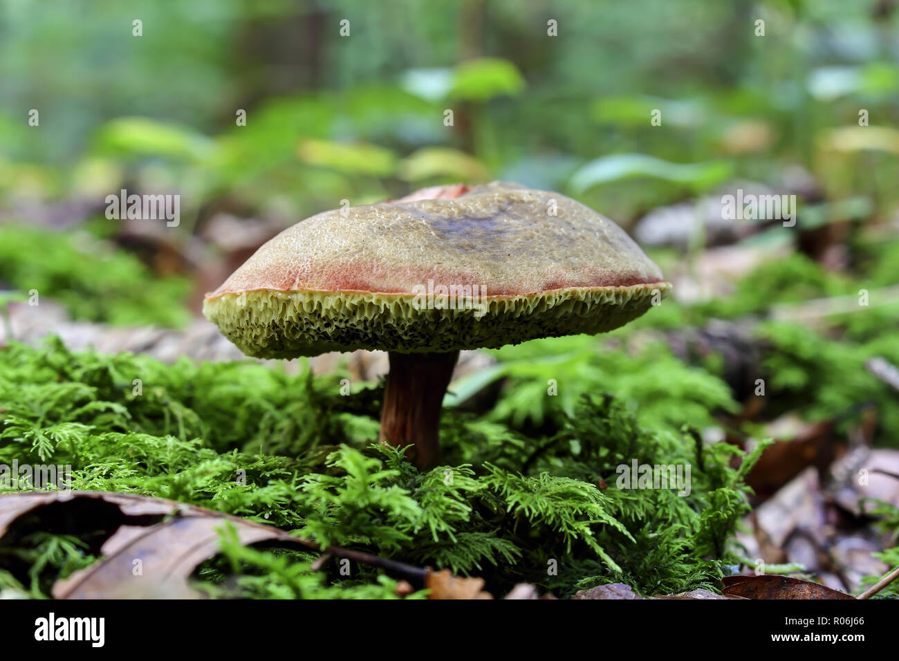 Red cracking bolete, Red-cracked bolete, Xerocomellus chrysenteron syn ...
