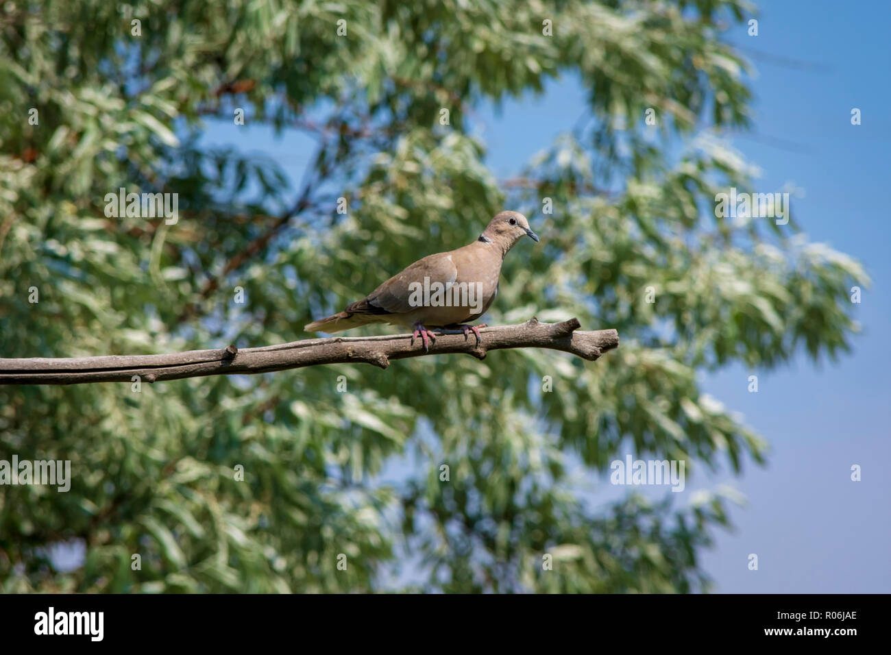 Eurasian Collared Dove (Streptopelia decaocto) Castle Rock Colorado US ...