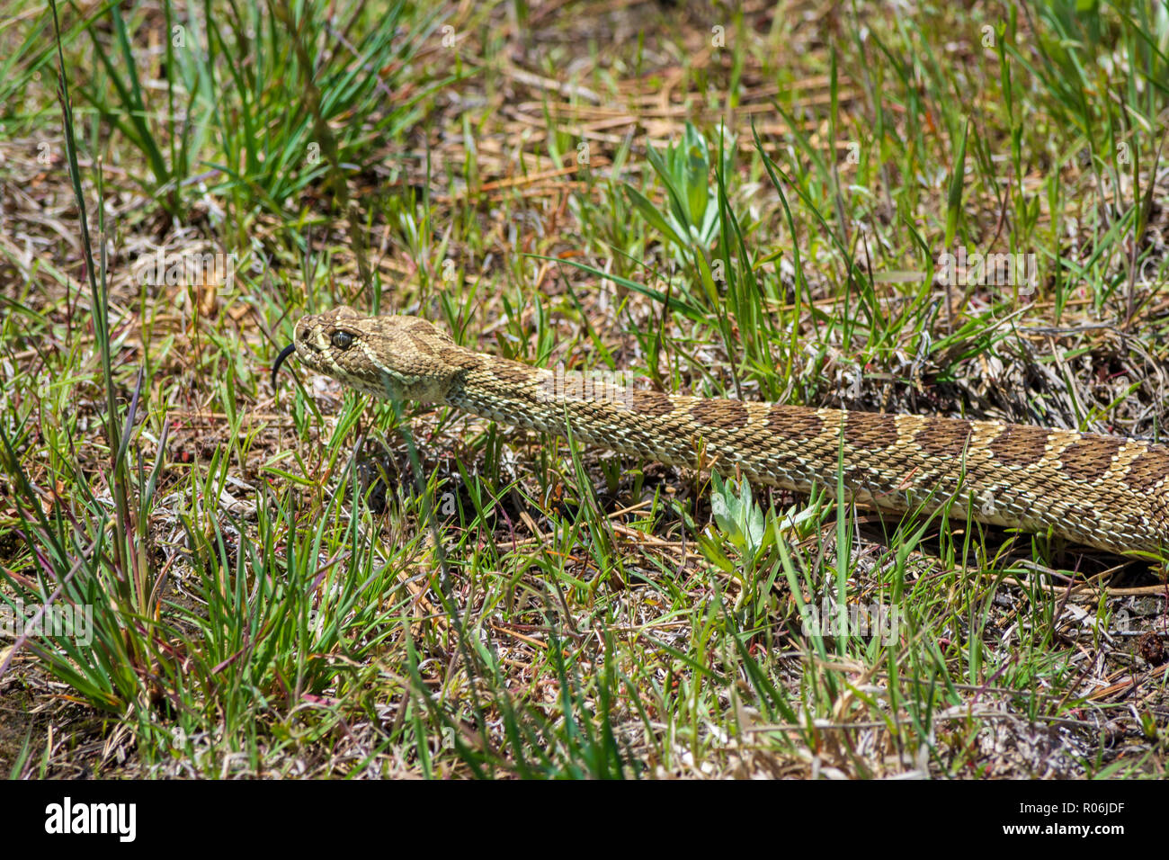 Prairie Rattlesnake (Crotalus viridis) close up, slithering through ...