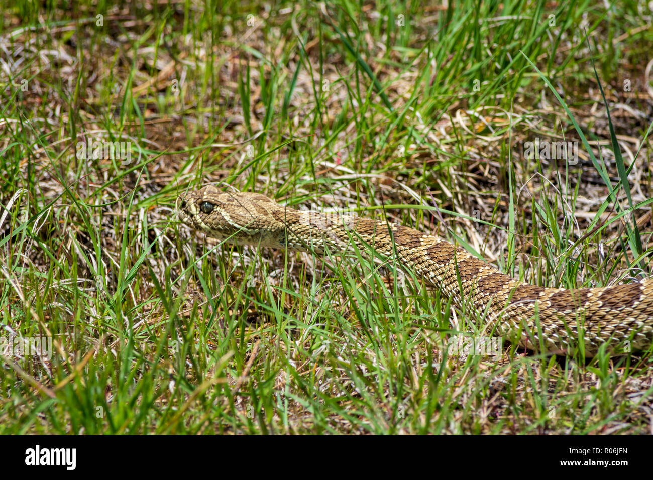 Prairie Rattlesnake (Crotalus viridis) close up, slithering through ...