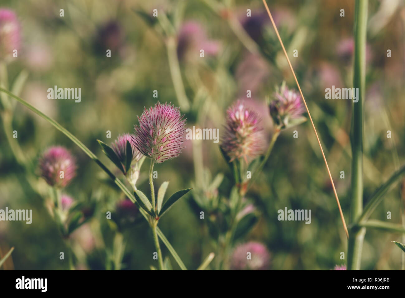 Beautiful Flower of Hare's-foot Clover on Blurred Background Stock ...