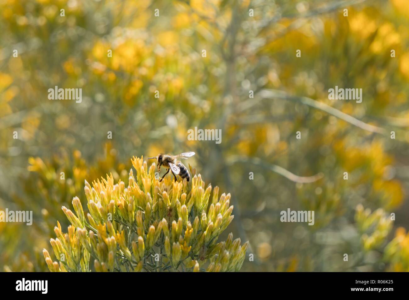 Bee landing on a flower Stock Photo - Alamy