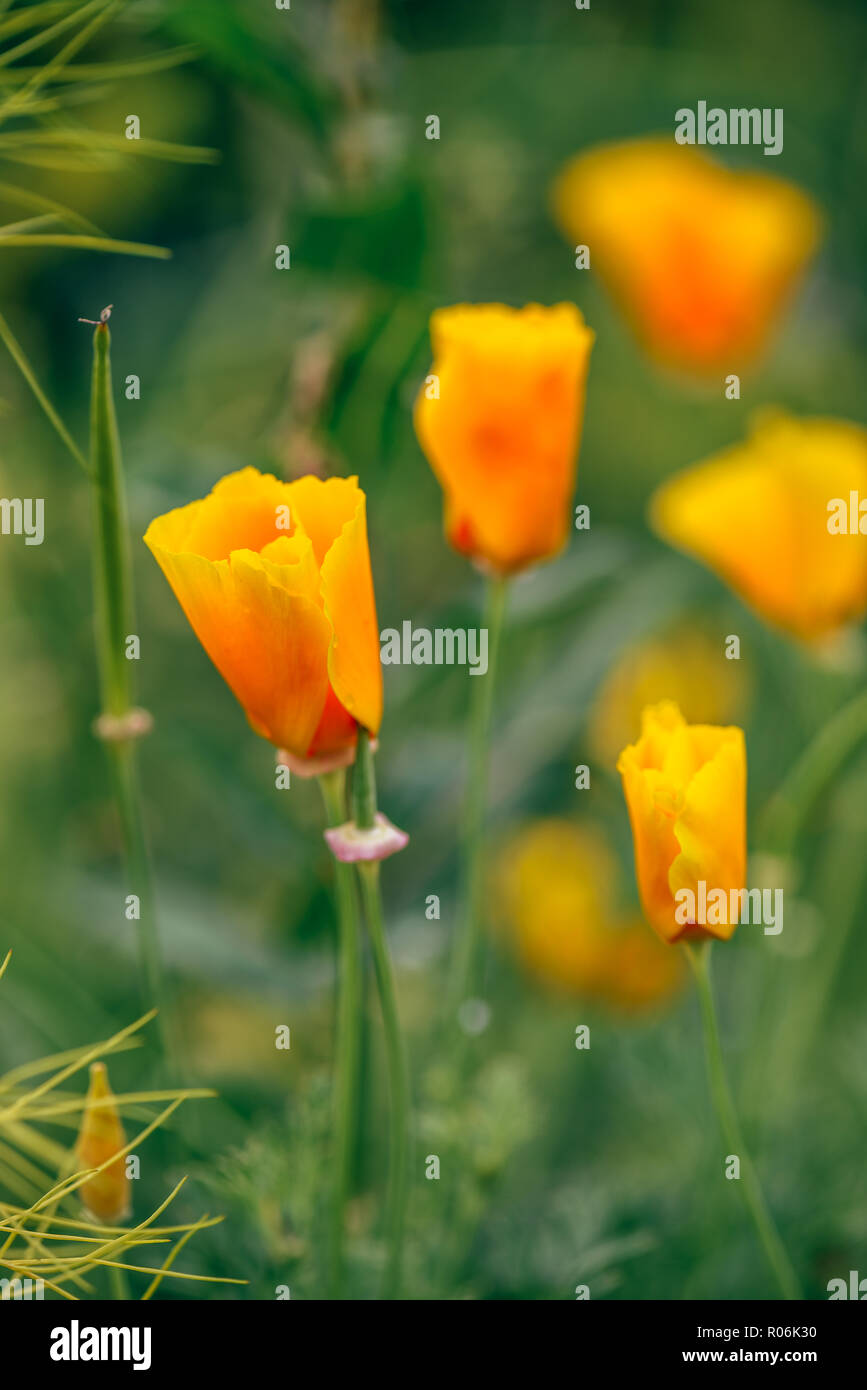Orange California Poppies Bloom on a Spring Afternoon Stock Photo - Alamy