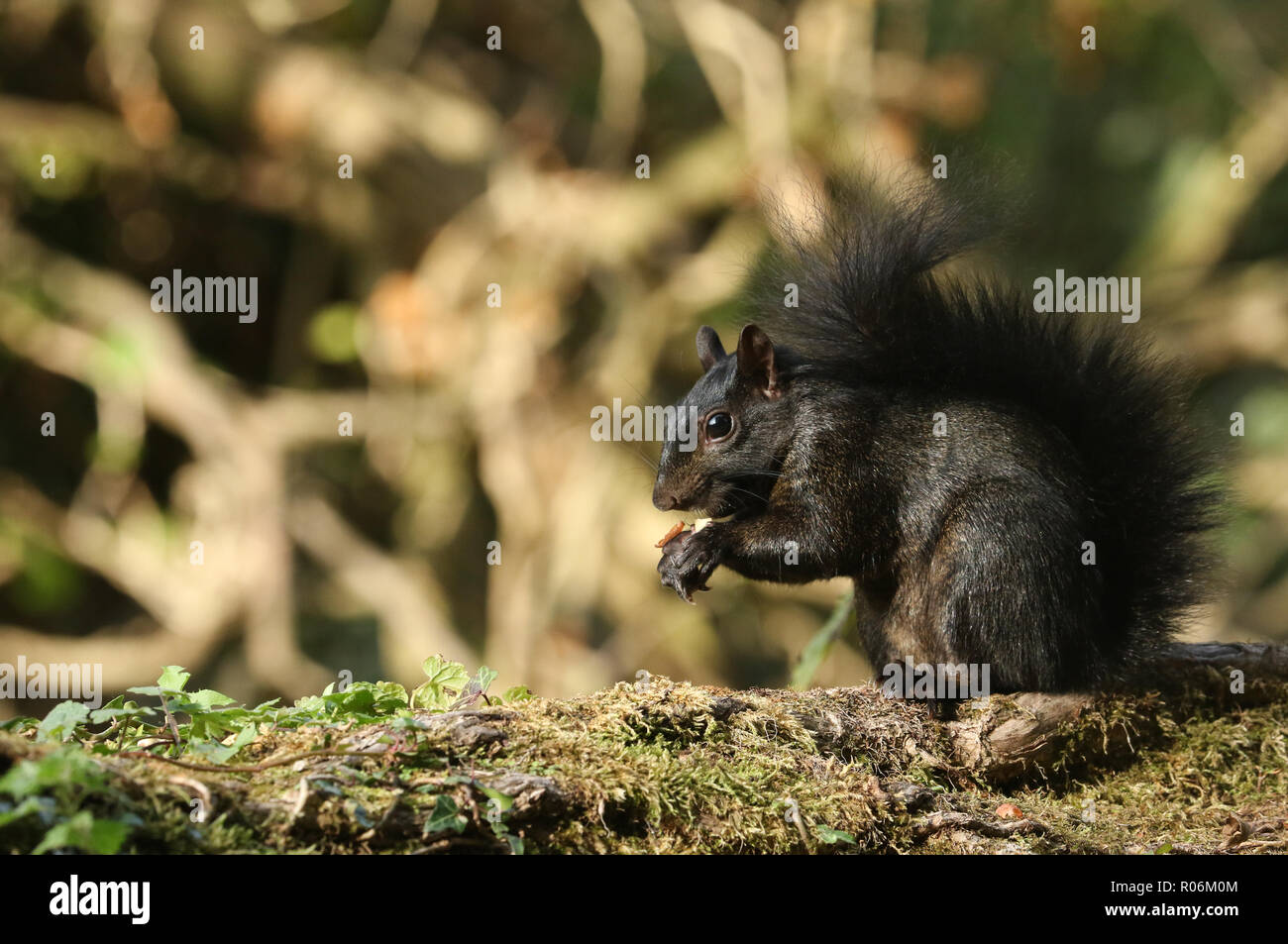 A rare cute Black Squirrel (Scirius carolinensis) eating a nut sitting ...