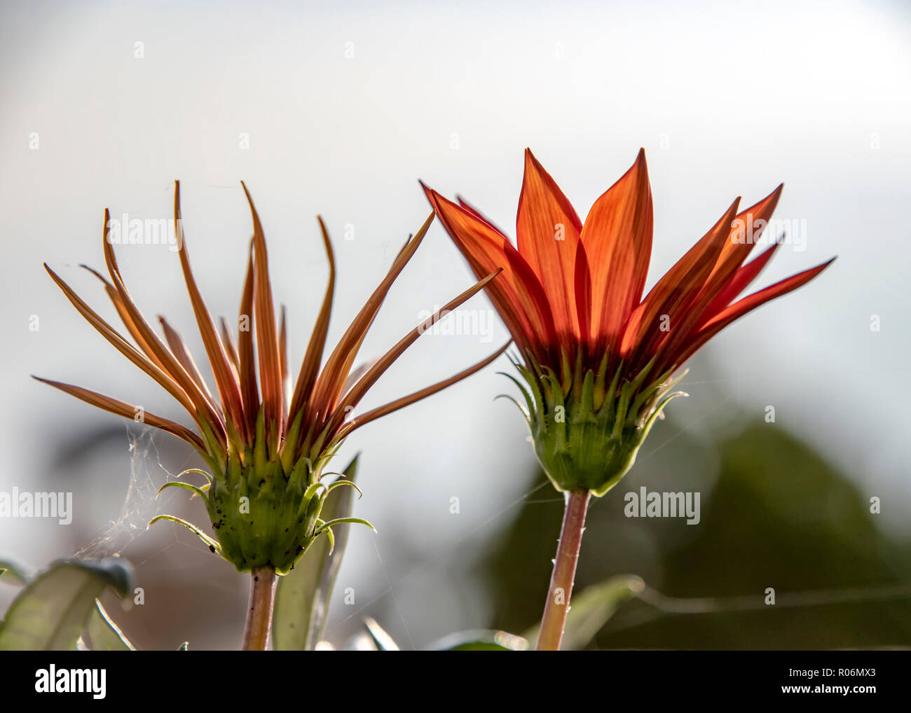 Orange flowers in backlight on a blurred background. Makrinitsa Stock ...