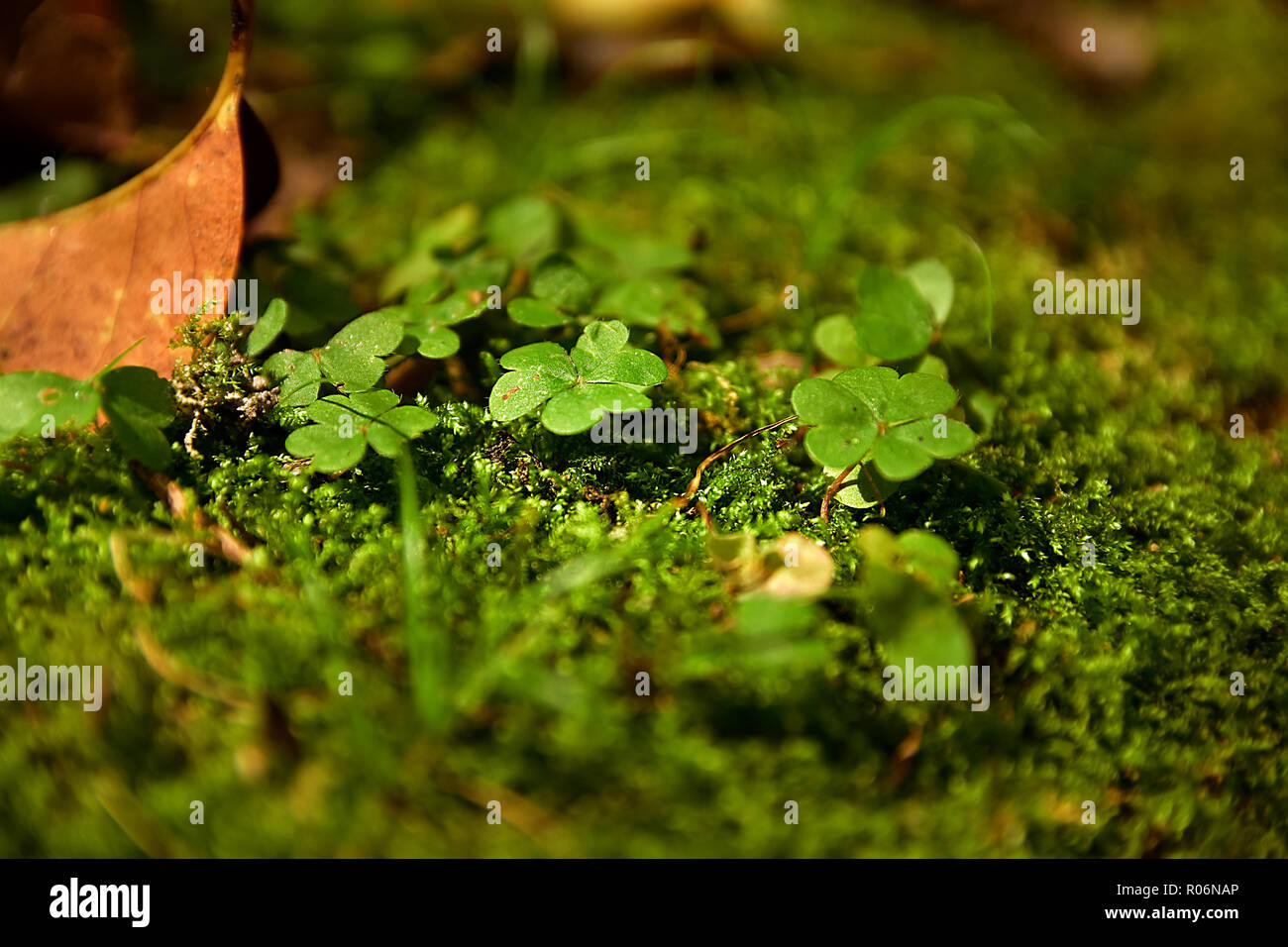 Clover and meadows in a corner of the forest Stock Photo - Alamy