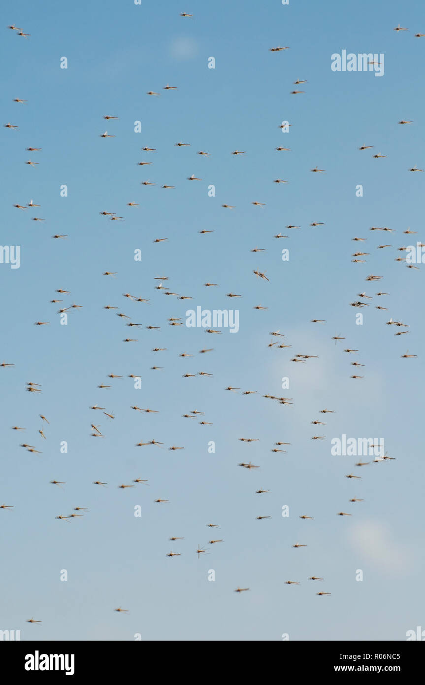 Mayfly swarm hi-res stock photography and images - Alamy