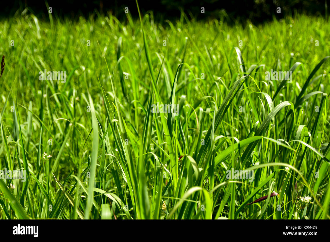 Green grass area Stock Photo - Alamy
