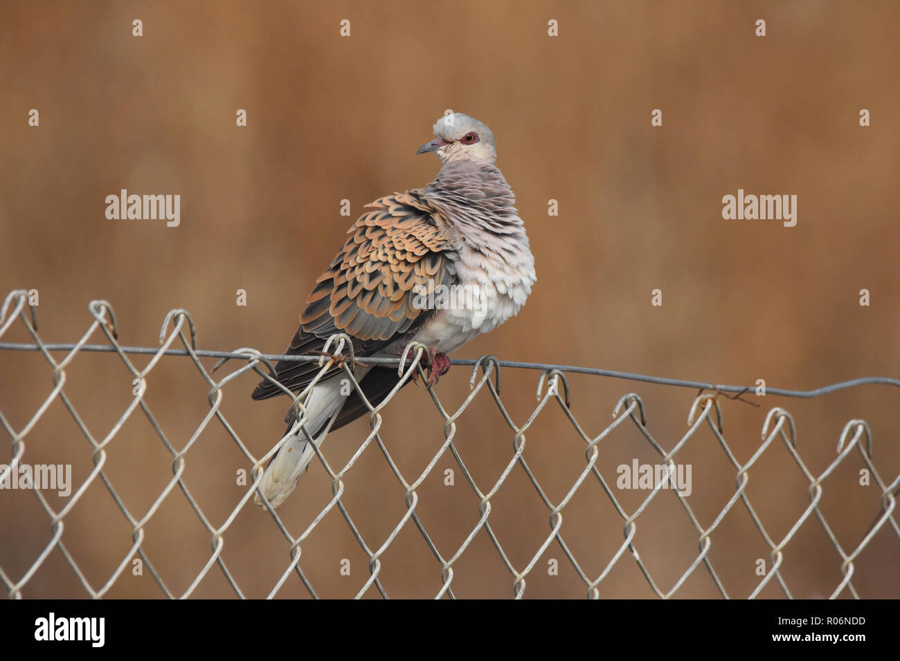 Oriental Turtle Dove puff its feathers Stock Photo - Alamy