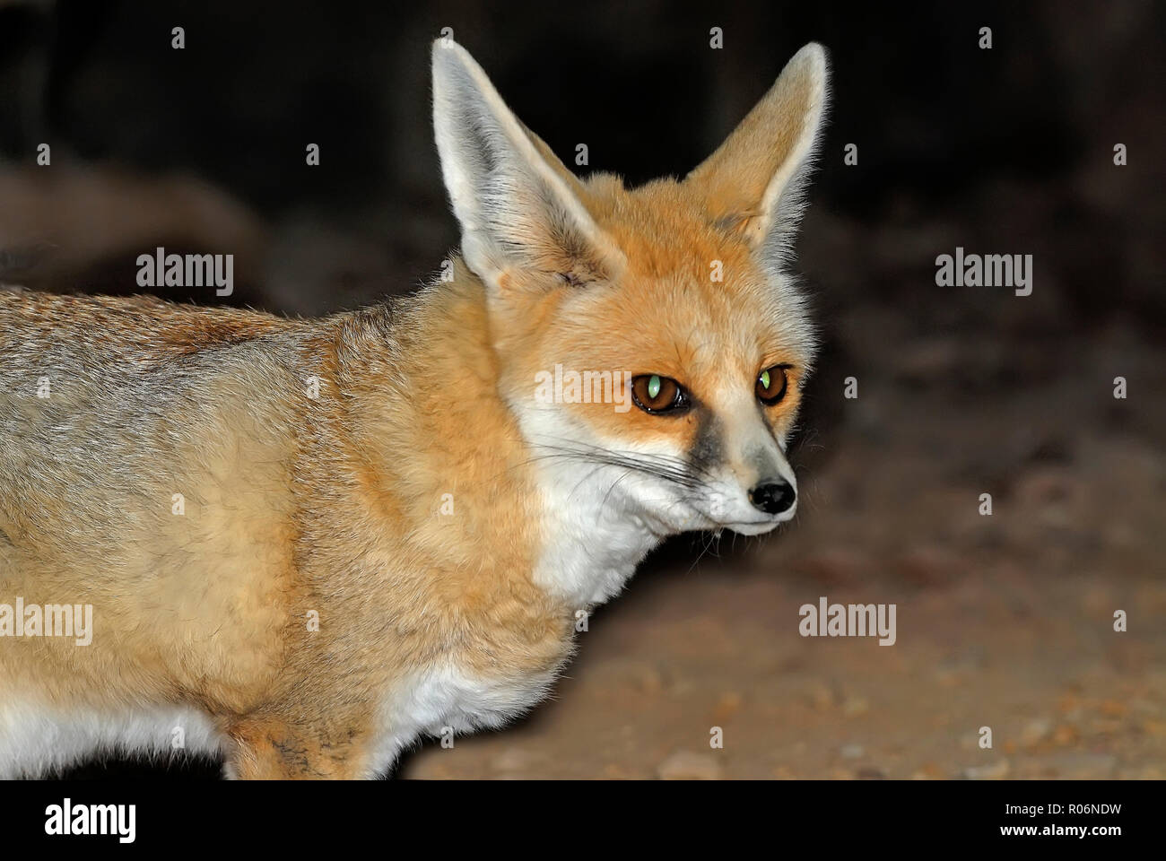 Rüppells fox hi-res stock photography and images - Alamy