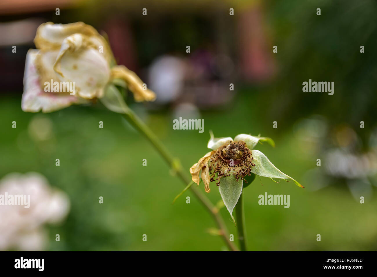 Dead rose bush hi-res stock photography and images - Alamy