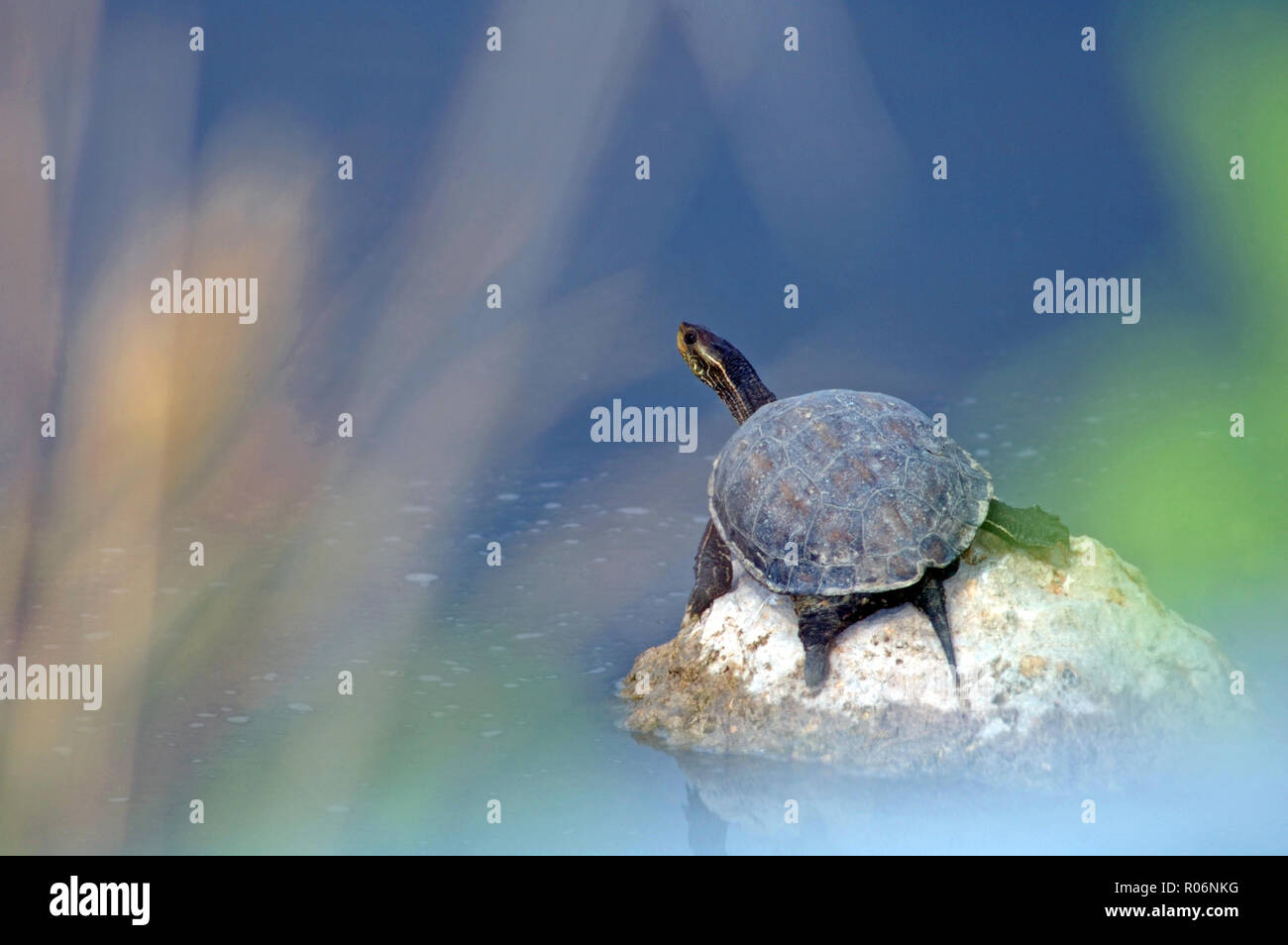 Reptile Basking Sun High Resolution Stock Photography and Images - Alamy
