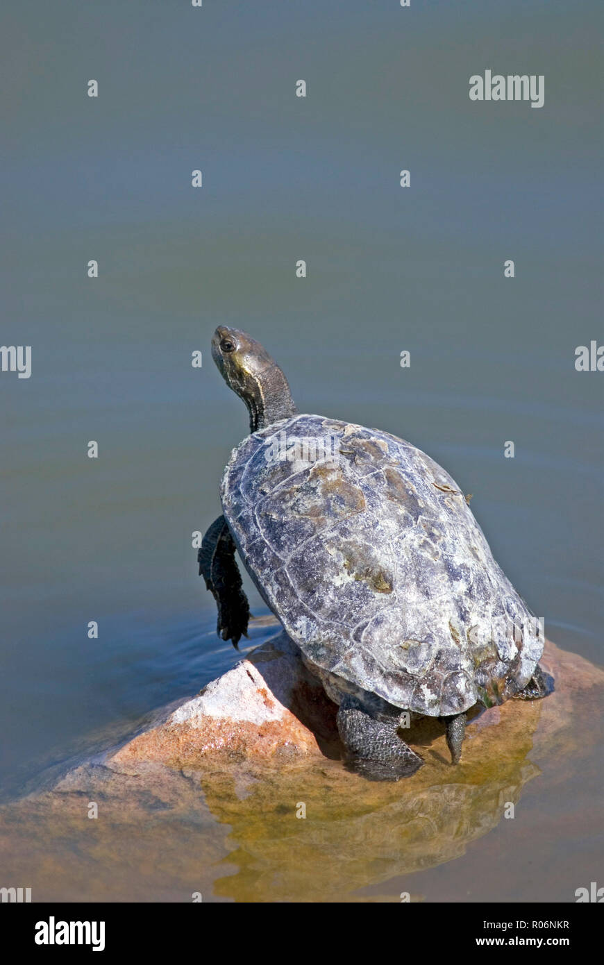 Caspian pond turtle mauremys hi-res stock photography and images - Alamy