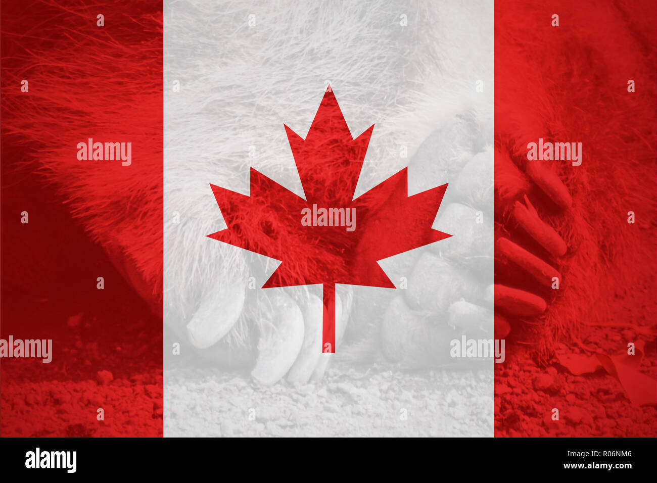 Flag of Canada in minimalistic design and high quality Stock Photo - Alamy