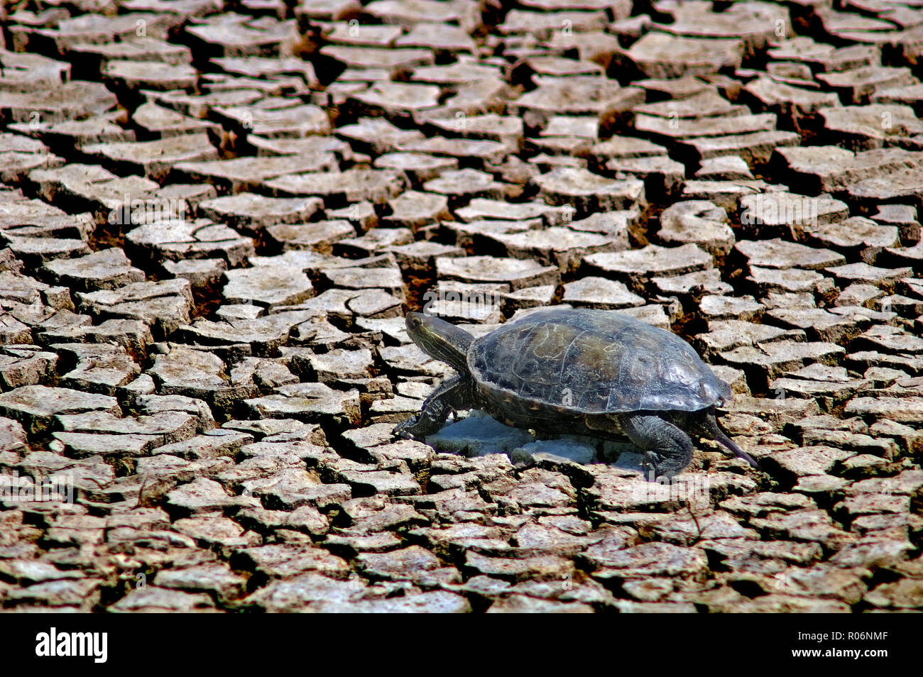 Swamp turtle walking on dry soil Stock Photo - Alamy