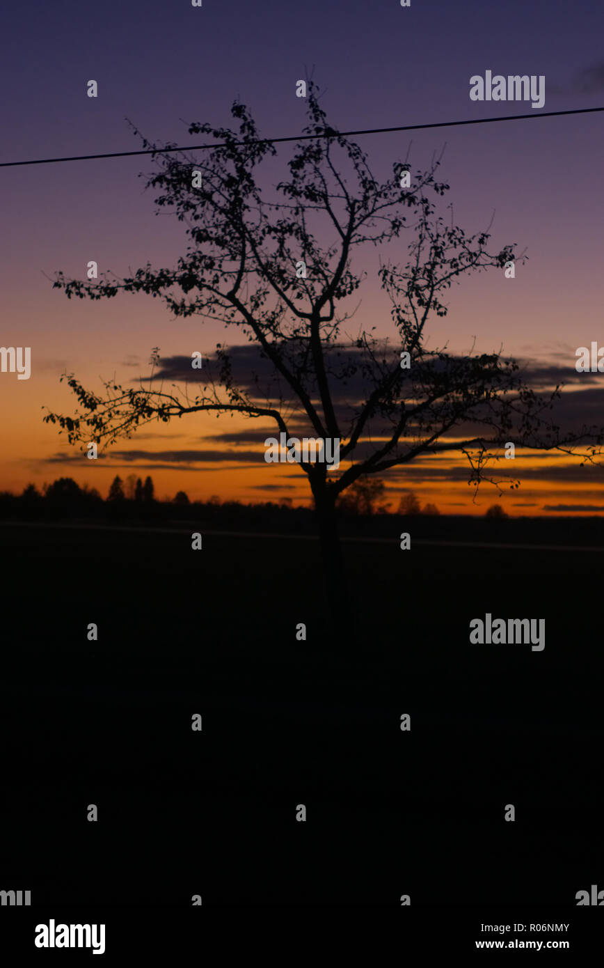 Tree at Sunset Stock Photo - Alamy