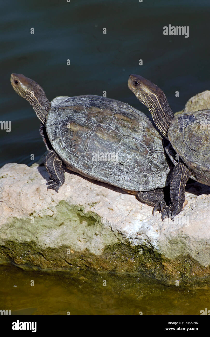 Swamp turtle basking in the sun Stock Photo - Alamy