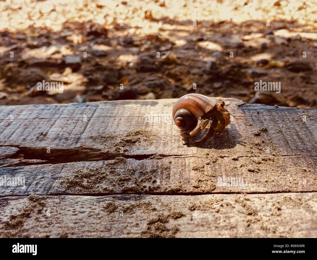 hermit crab on beach - crab inside shell Stock Photo - Alamy