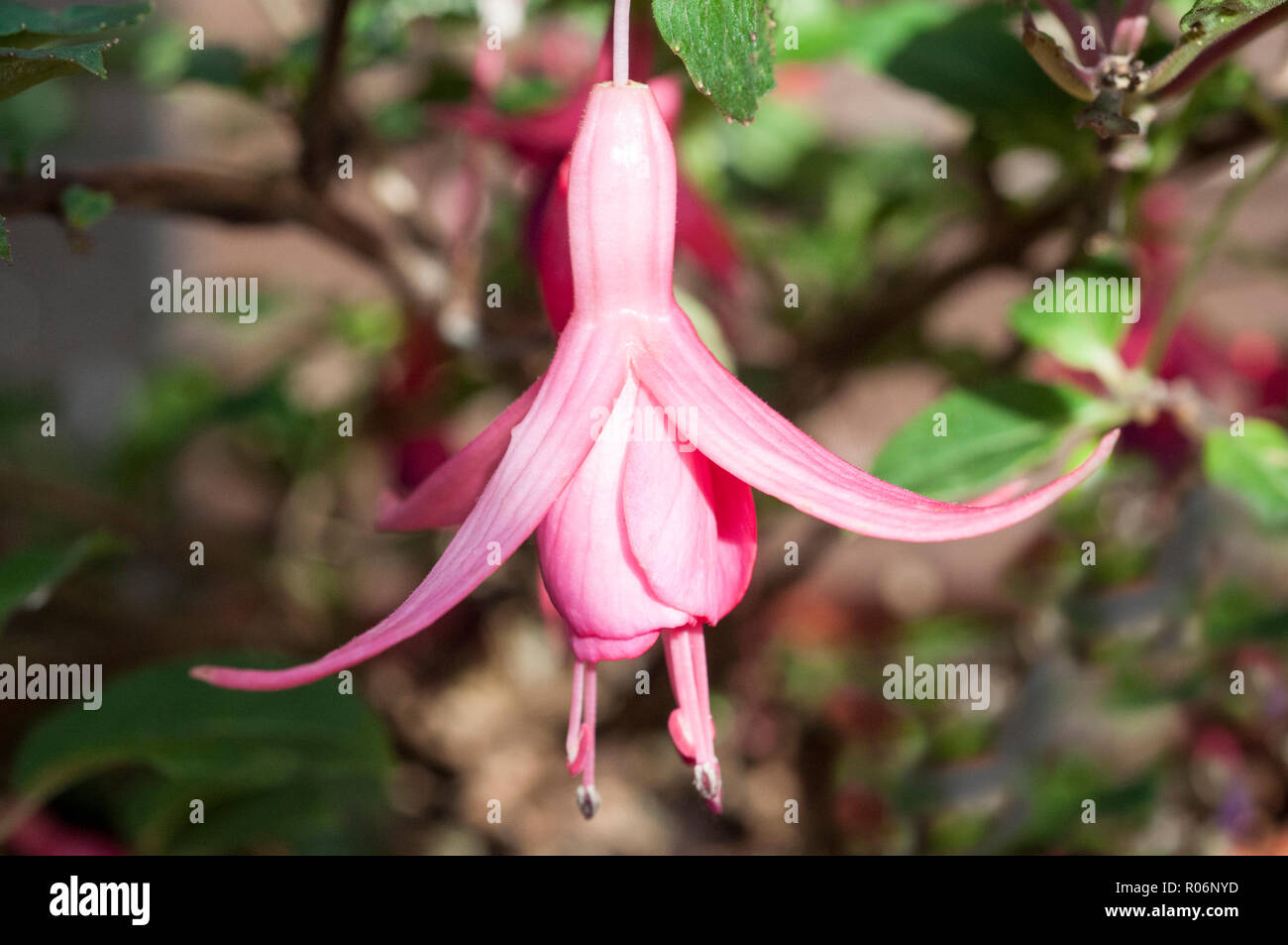 Fuchsia pink flower hi-res stock photography and images - Alamy