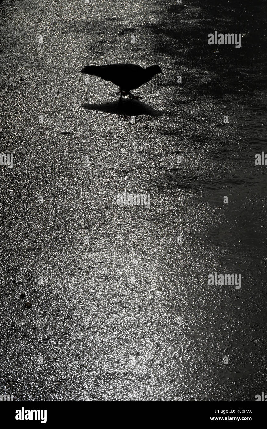 A pigeon seen in a backlight, Lyon, France Stock Photo - Alamy