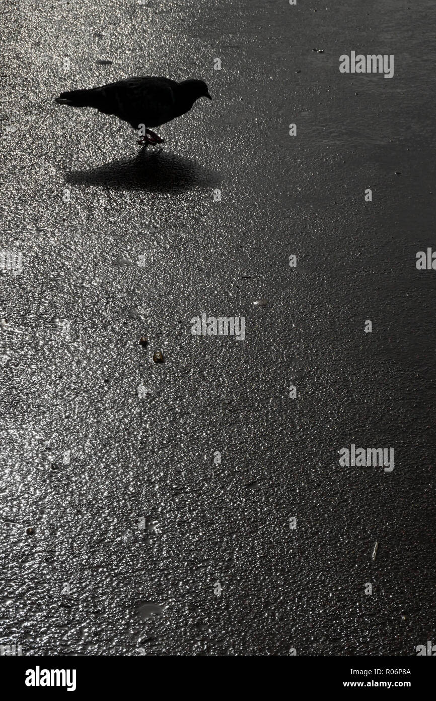 Backlight pigeon hi-res stock photography and images - Alamy