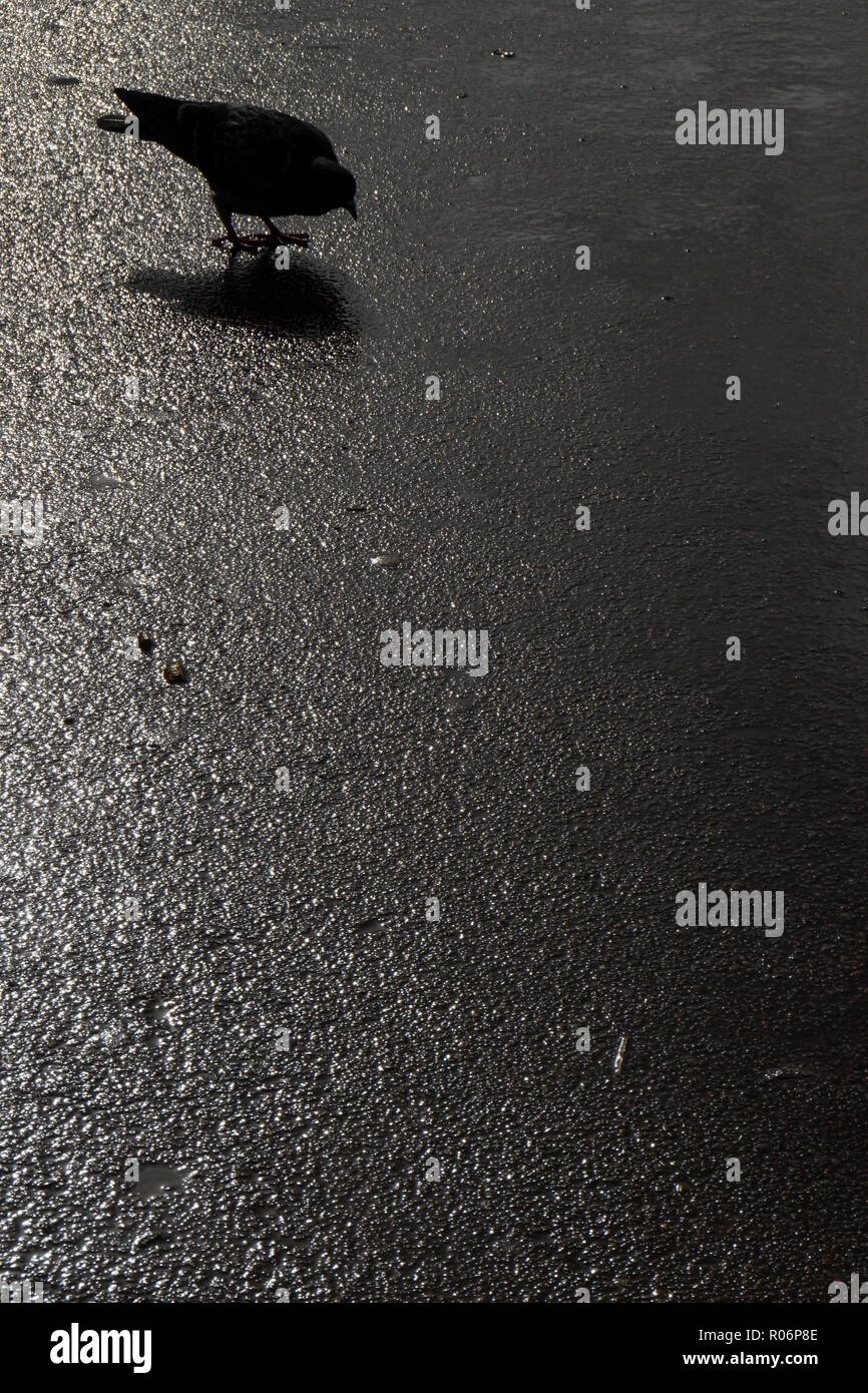 A pigeon seen in a backlight, Lyon, France Stock Photo - Alamy