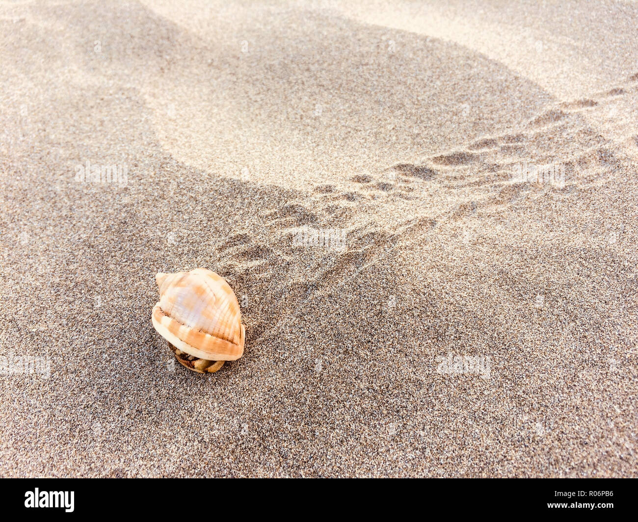 Hermit Crab Inside Shell High Resolution Stock Photography and Images ...