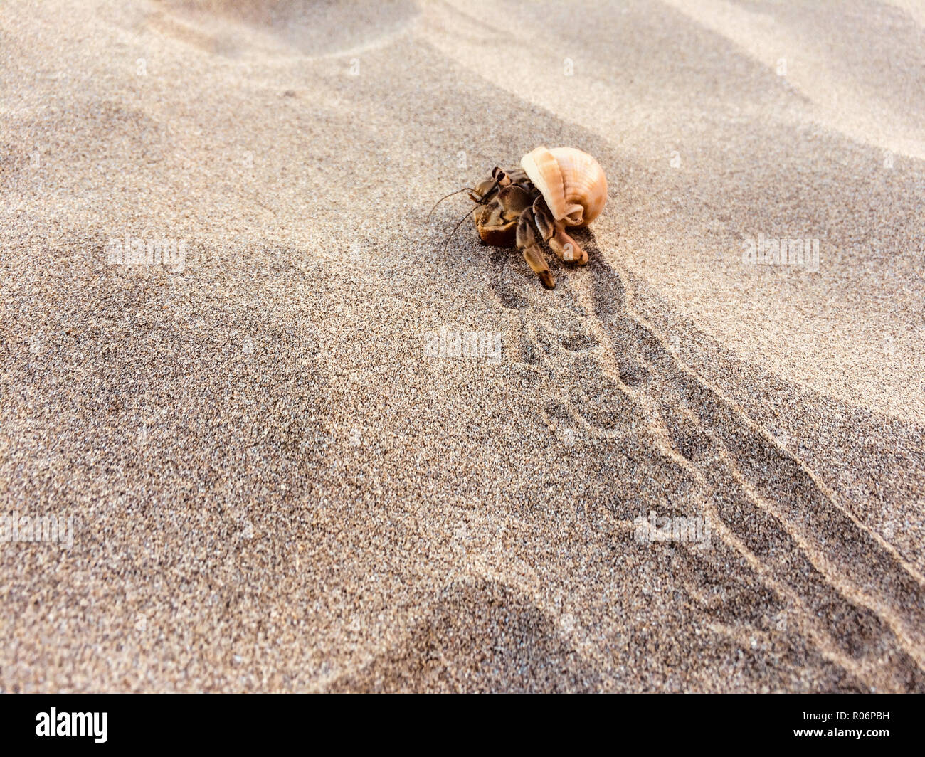 hermit crab on beach - crab inside shell Stock Photo - Alamy