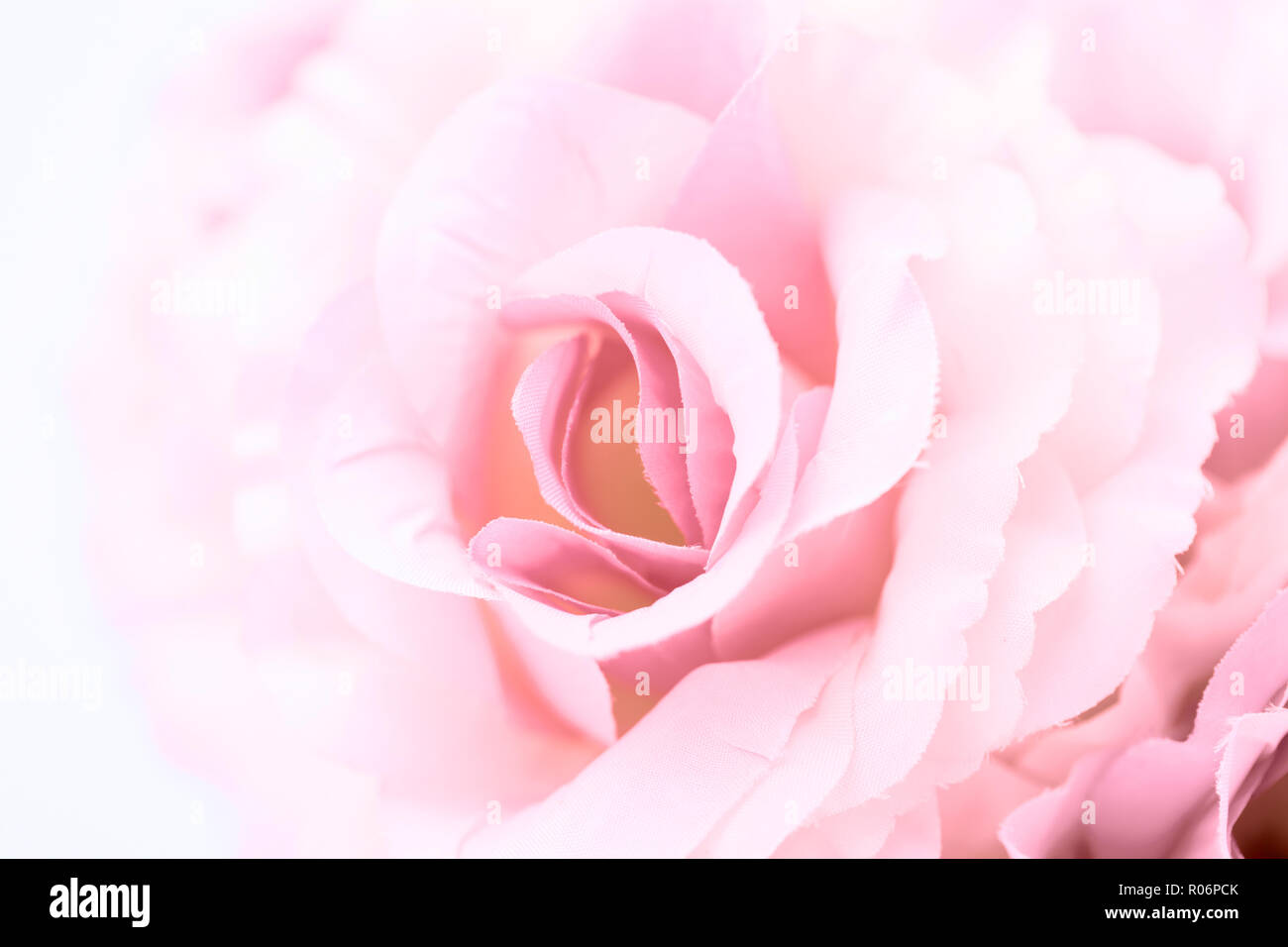 Sweet color roses made with gradient in soft style for abstract ...
