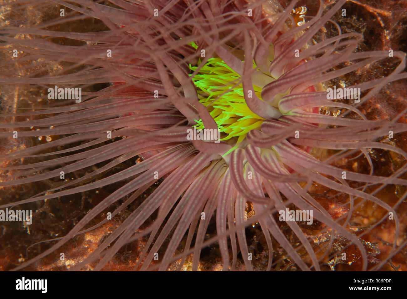 Tube Anemone,Kontiki Reef,Mactan,Cebu,Philippines Stock Photo - Alamy