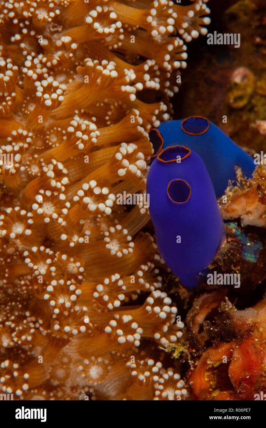 Healthy coral reef organisms,Kontiki Reef,Mactan,Cebu,Philippines Stock ...
