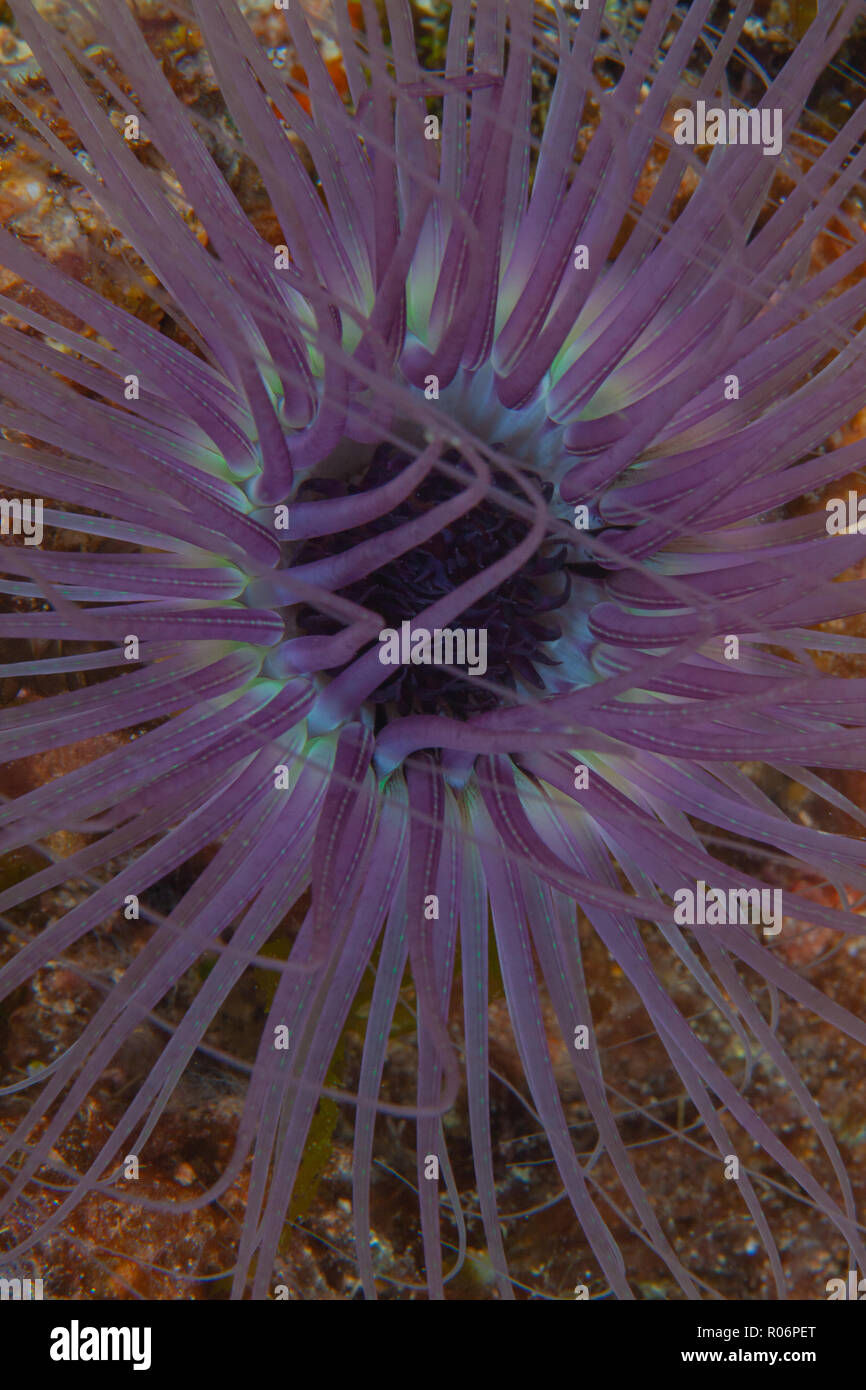 Anemone philippines hi-res stock photography and images - Alamy