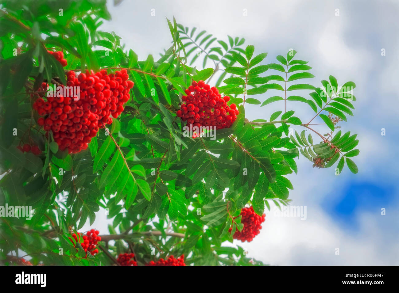 Mountain ash branches ripe red hi-res stock photography and images - Alamy