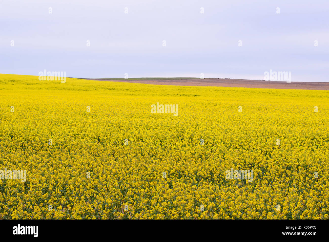 Fields of yellow canola crops in flower in South Australia Stock Photo ...