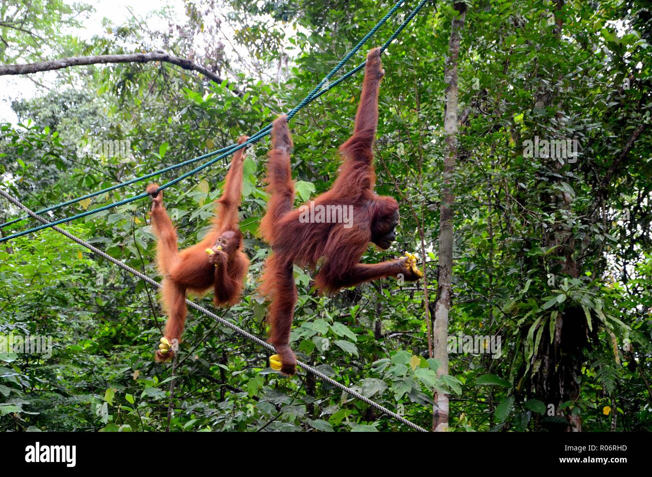 Two orang utan monkey apes on ropes with bananas at nature reserve ...