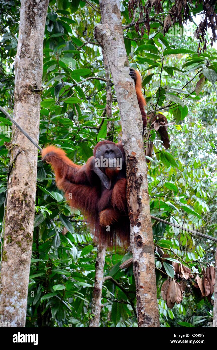 Large male orangutan ape hangs on trees and rope playfully Semenggoh ...