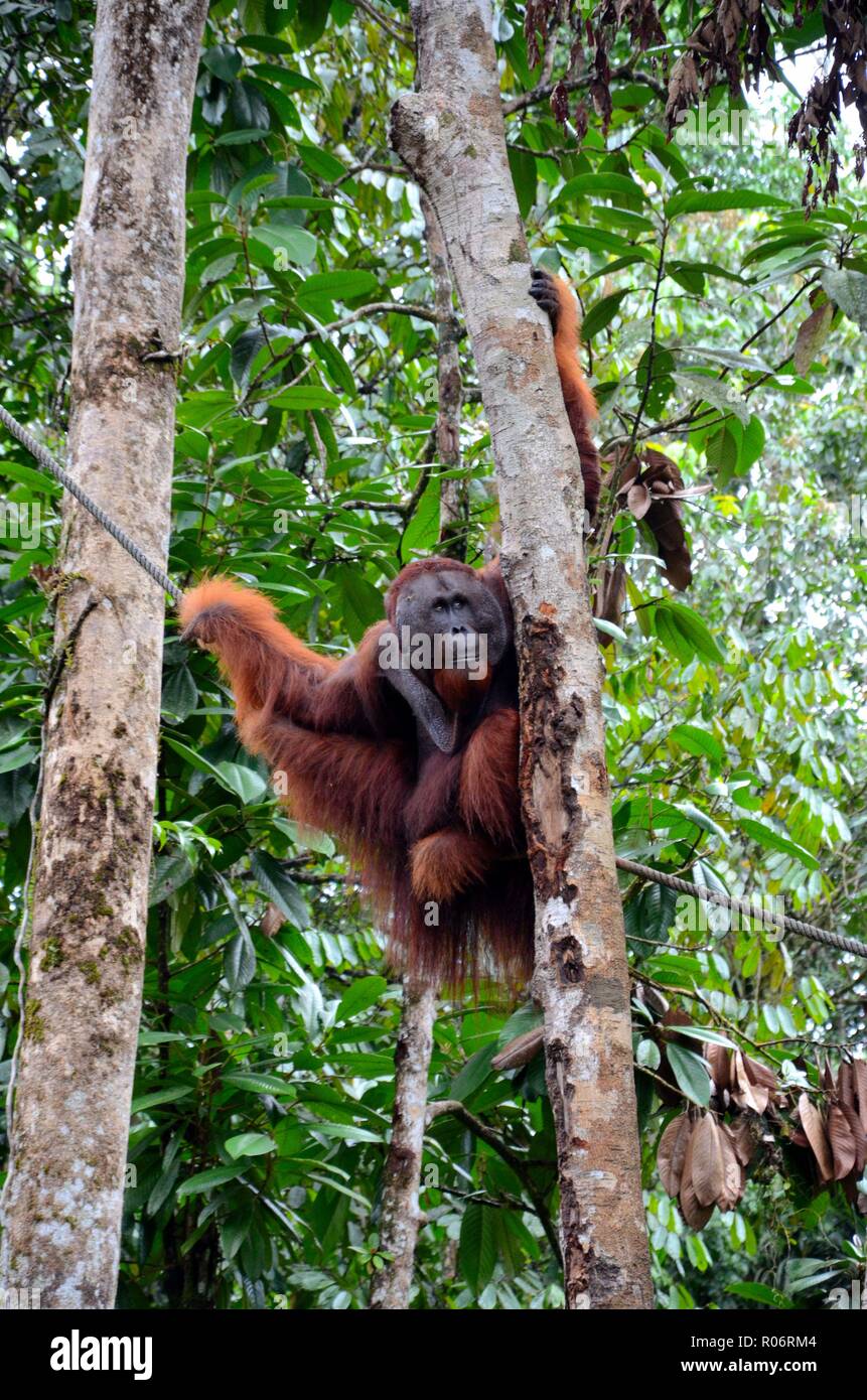 Large male orangutan ape hangs on trees and rope playfully Semenggoh ...